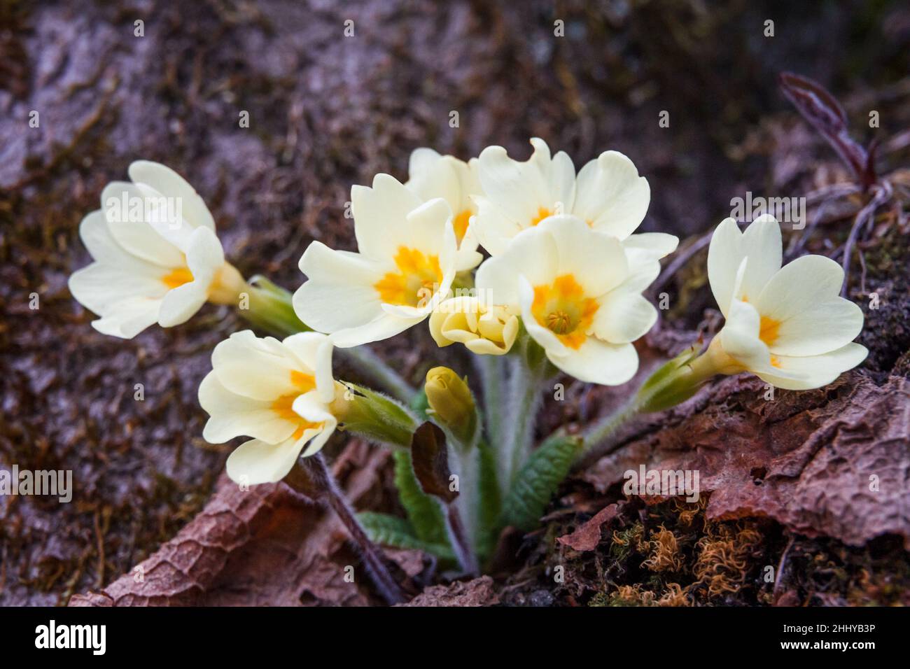 Primula vulgaris, flowering primrose in the forest Stock Photo - Alamy
