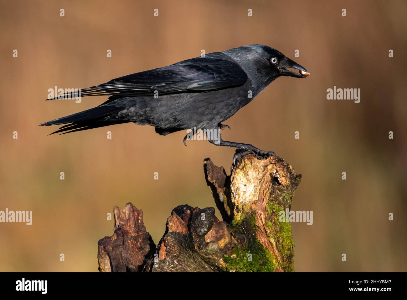 Jackdaw on feeder hi-res stock photography and images - Alamy