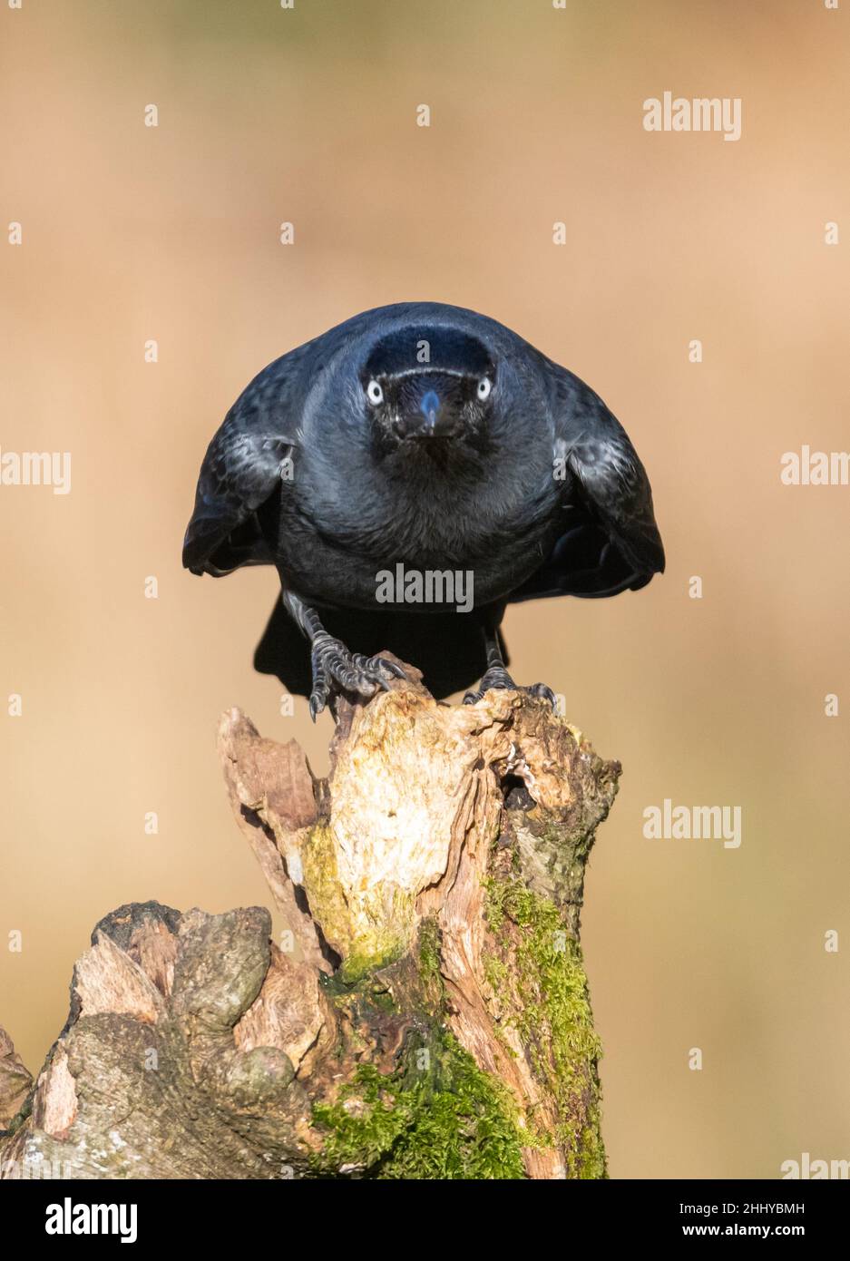 Jackdaw on bird feeder hi-res stock photography and images - Alamy