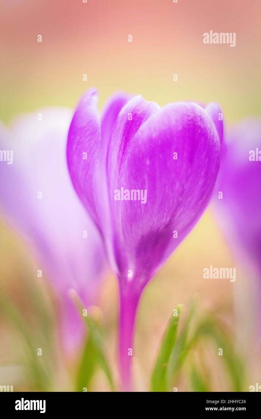 Crocus vernus, purple flowering plant in close-up view Stock Photo - Alamy