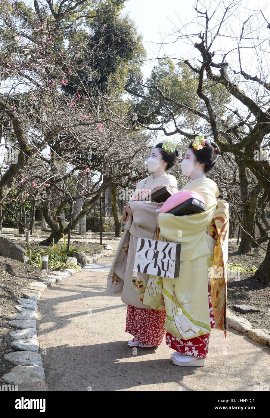 Apprentice geiko, known as maiko, look at "ume" Japanese apricots in a ...