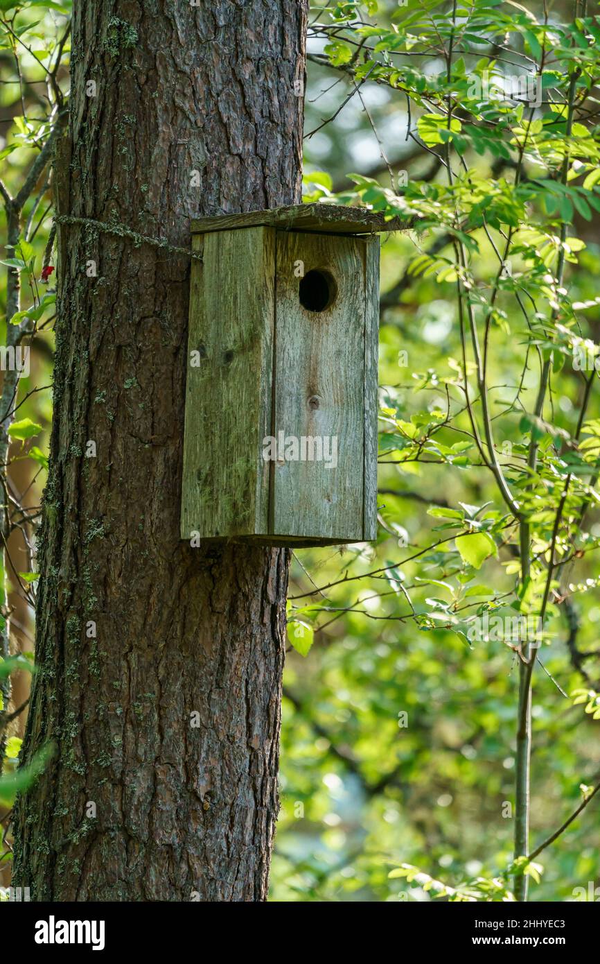 VALLDAL, NORWAY - 2020 JUNE 03. A bird house or bird box in spring ...