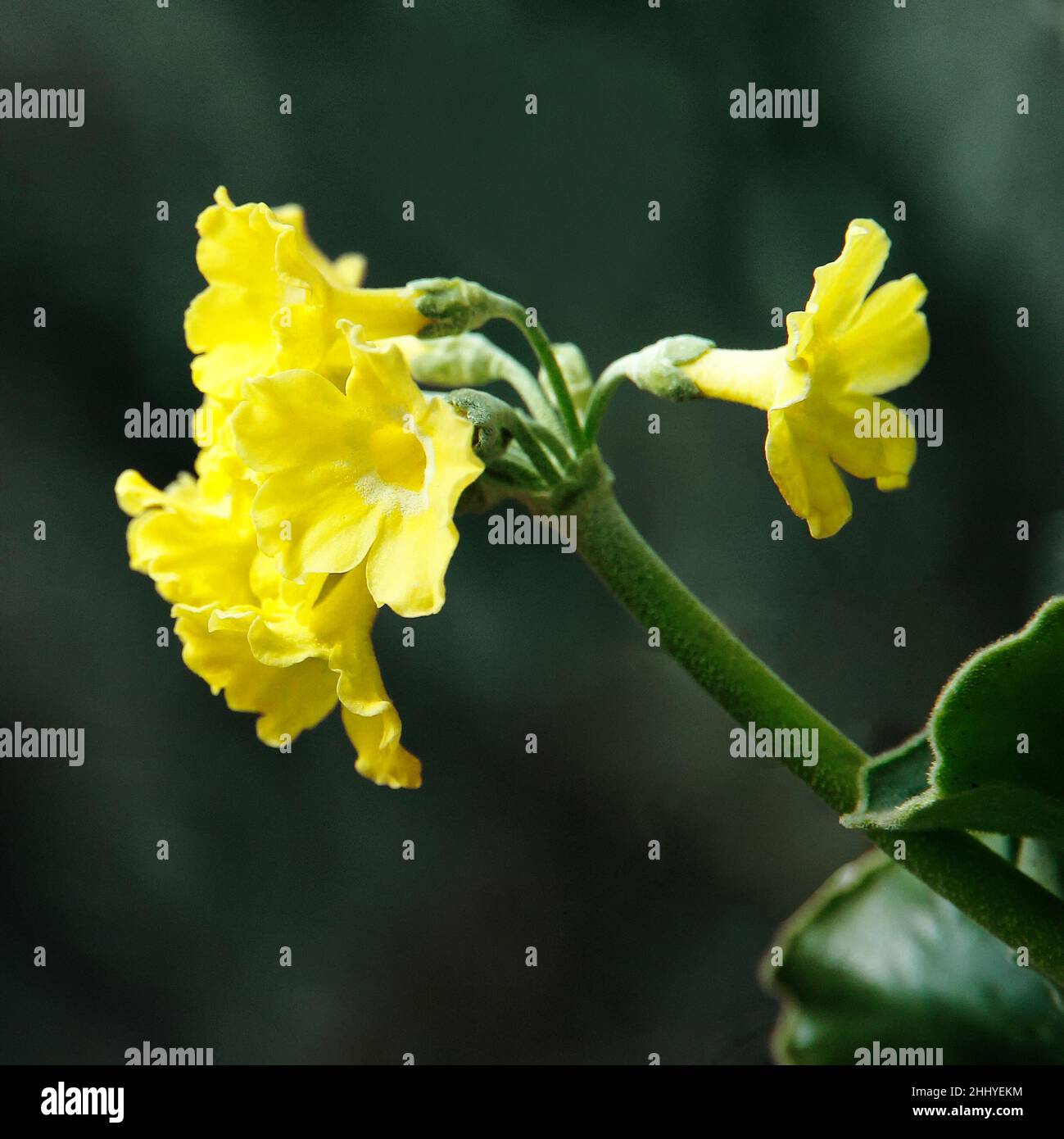 Primula auricula, known as mountain cowslip or bear's ear flower Stock ...