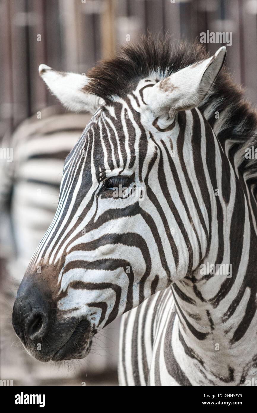 Zebra head profile Stock Photo - Alamy