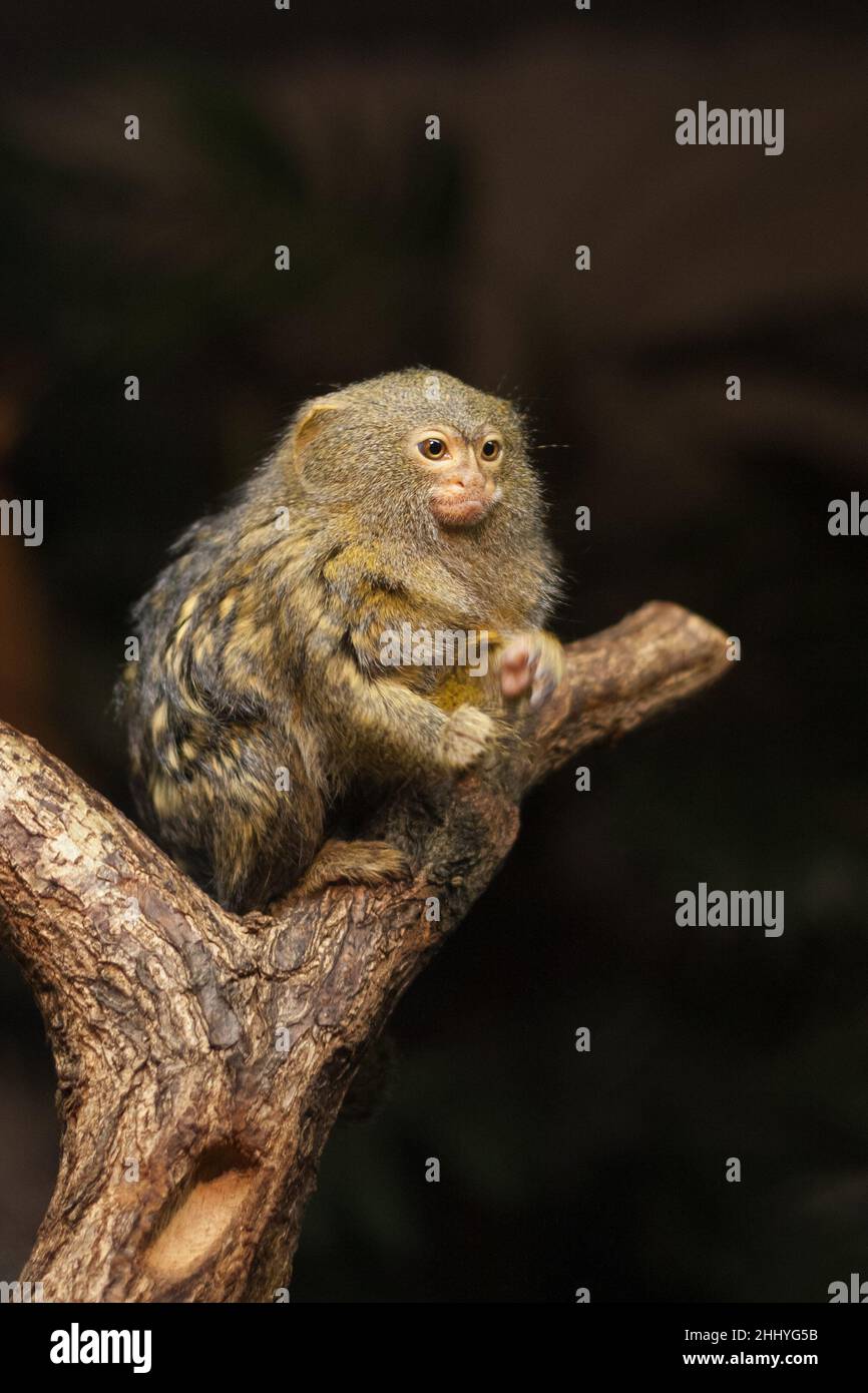 Small monkey pygmy marmoset - Cebuella pygmaea sitting on a tree Stock ...