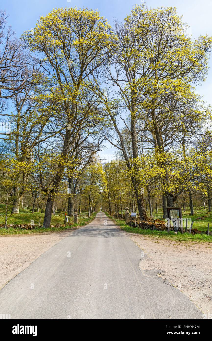 Country road avenue in spring Stock Photo - Alamy