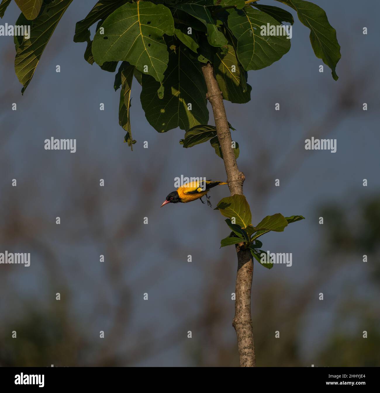 Black-hooded oriole in flight , India Stock Photo - Alamy