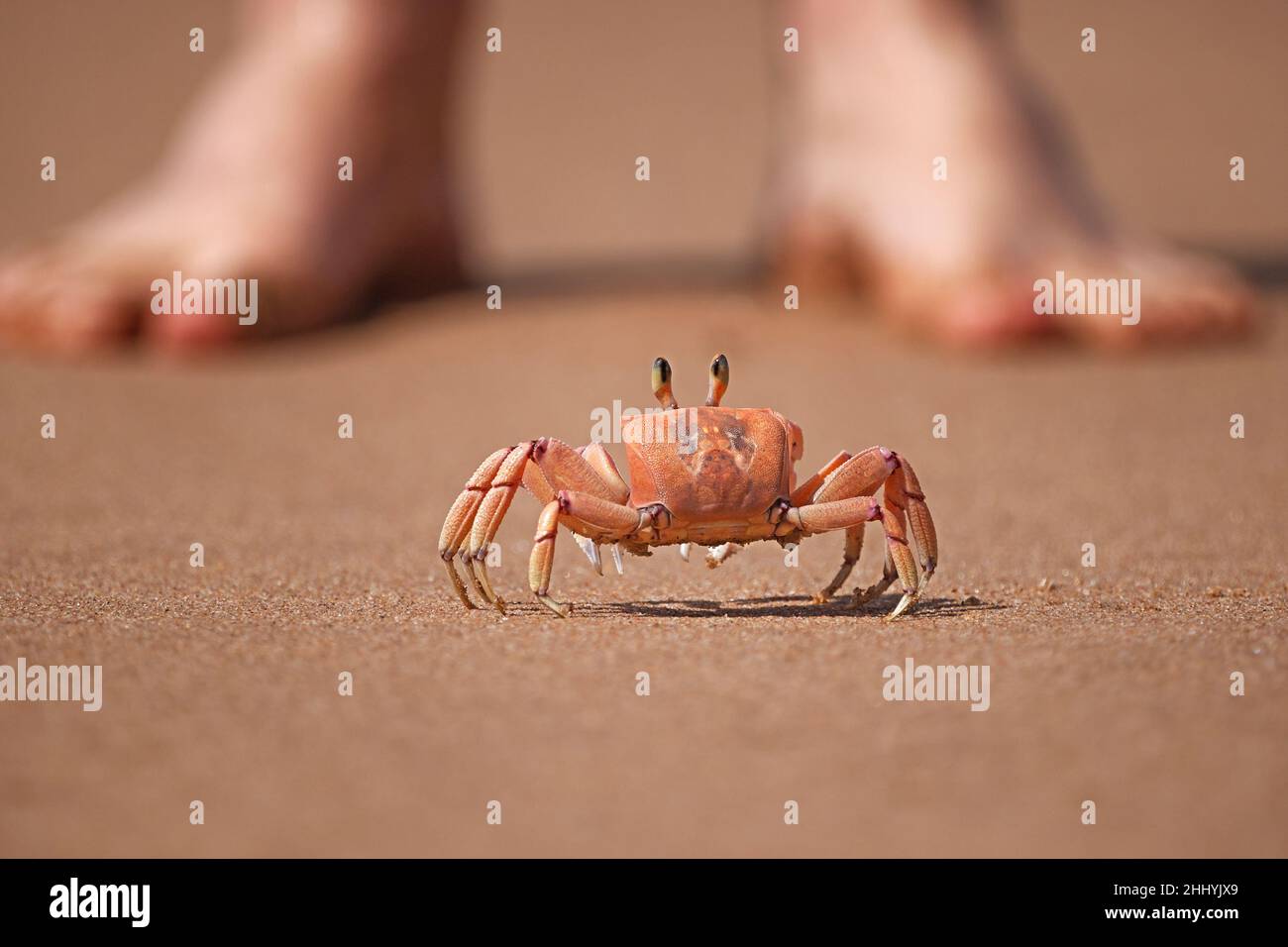 Ghost crab with male feet on the beach. Zinkwazi beach, Kwa Natal ...