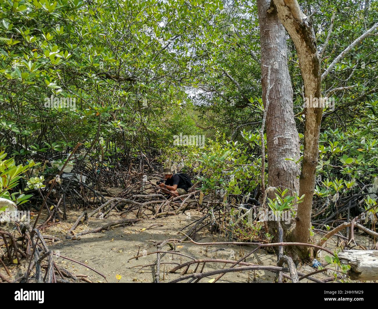 Portrait of photographer take photo of green mangrove trees in mangrove ...
