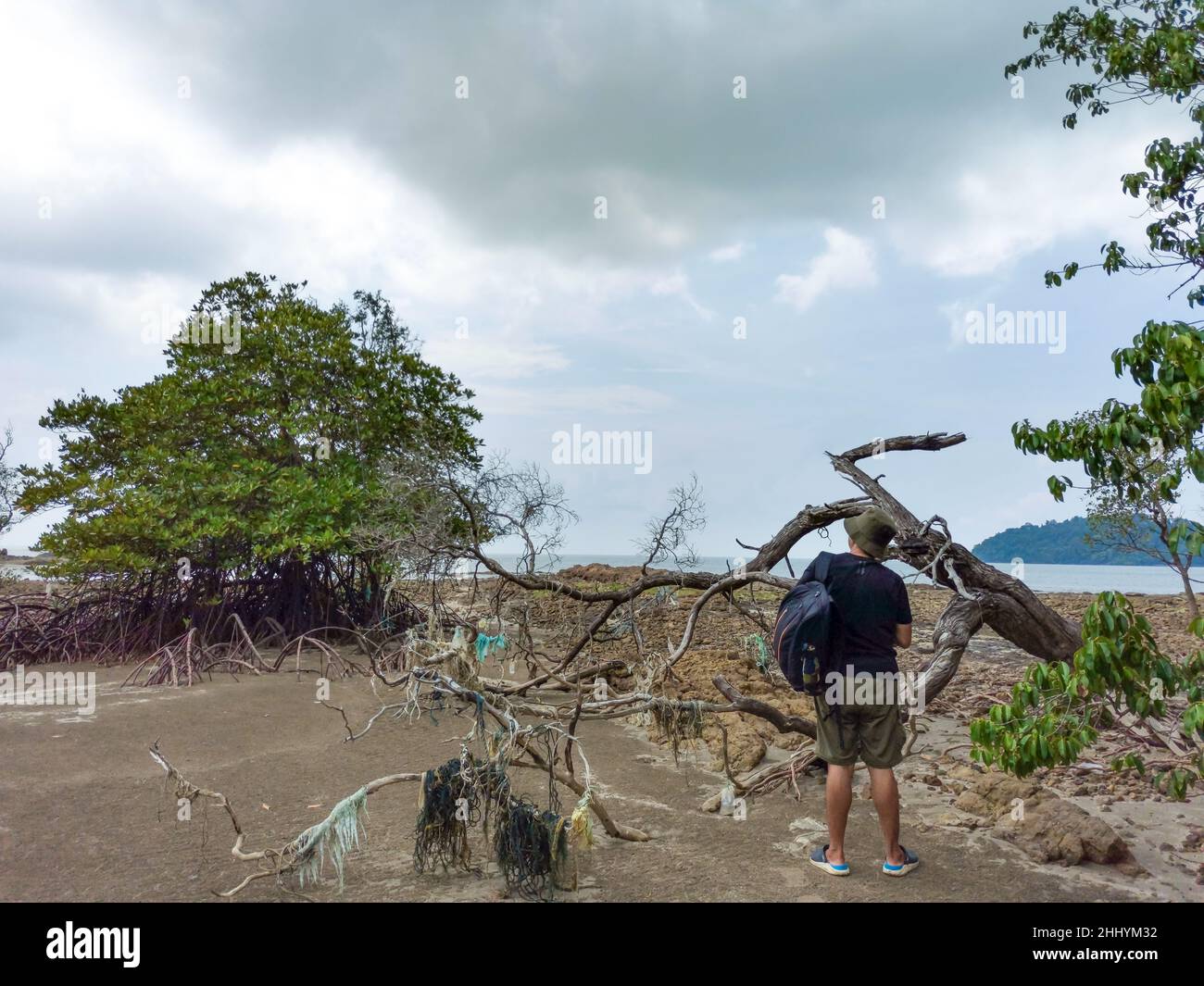 Traveller asian backpacker stand with a dead mangrove tree in mud of ...