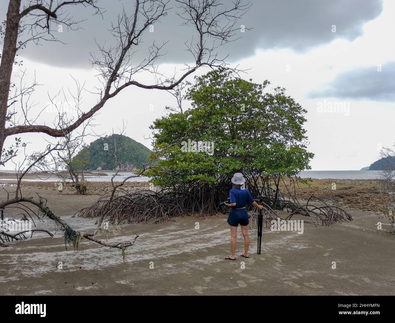 Asian female photographer stand in mangrove forest beach during low tide period with dead trees ...
