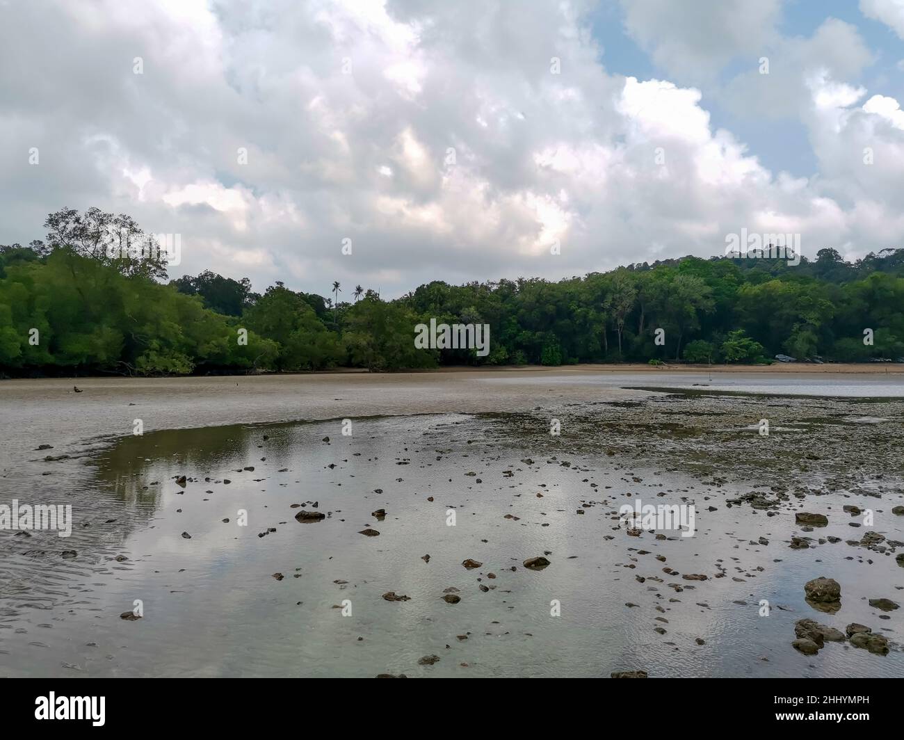 Sea beach at low tide with cloudy sky and mangrove rainforest ...
