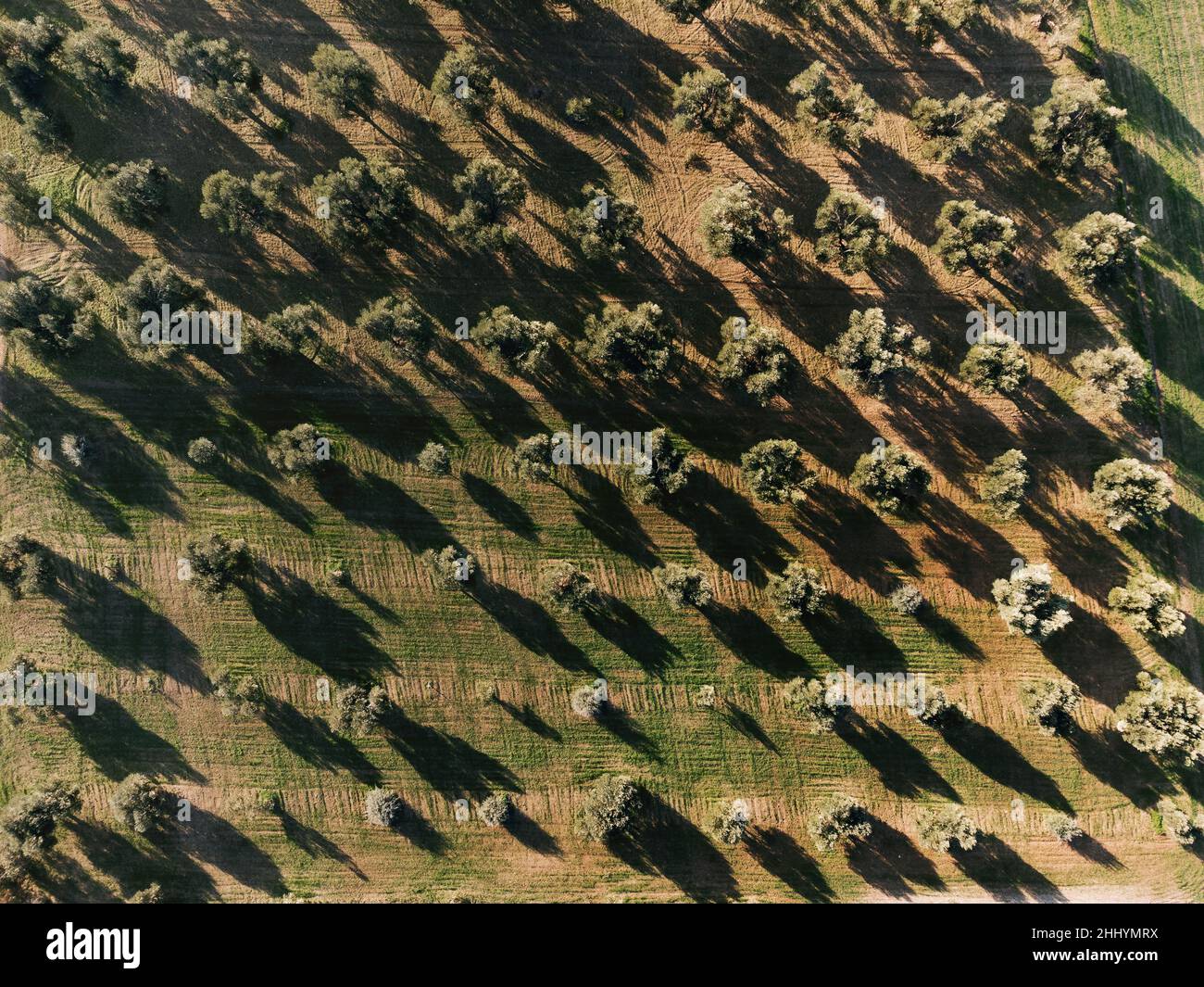 Aerial top view of an Olive field Stock Photo - Alamy