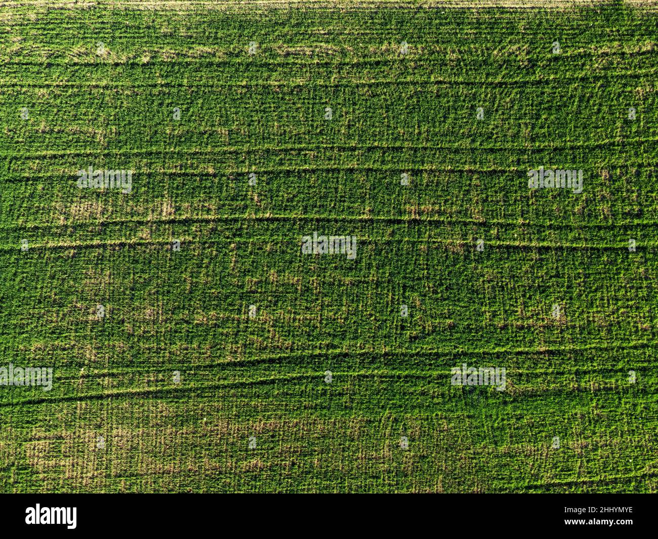 Top view of grass textured background Stock Photo - Alamy
