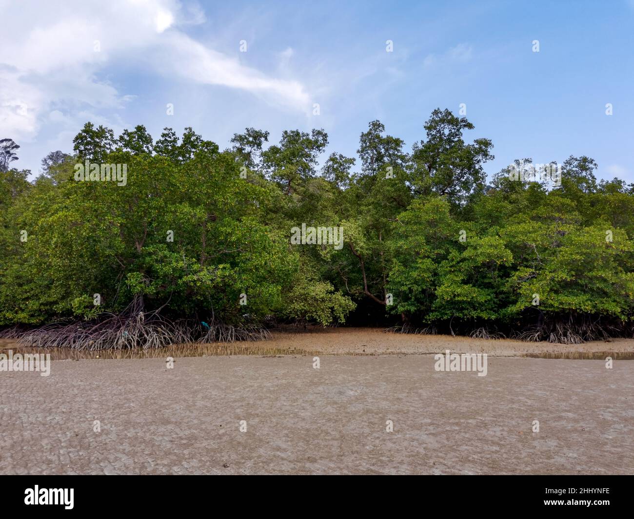 Tropical mangrove forest trees, roots, pneumatophores and aerial roots ...