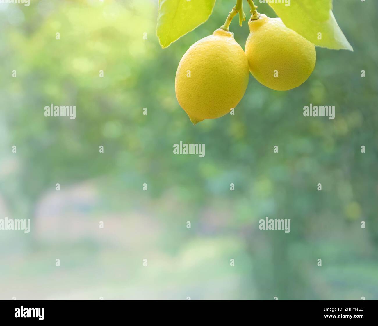 Two lemons on a tree branch with soft focused lemon garden on ...
