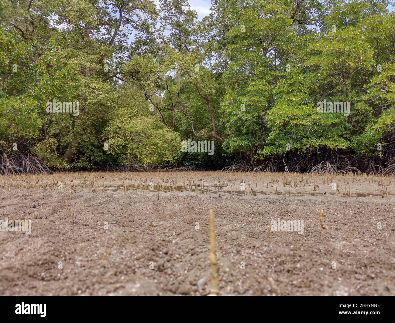 Low angle view of mangrove trees roots, pneumatophores, aerial roots ...