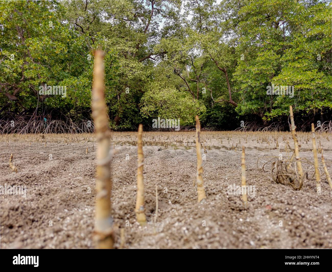 Close up of mangrove trees roots, pneumatophores, aerial roots, special ...