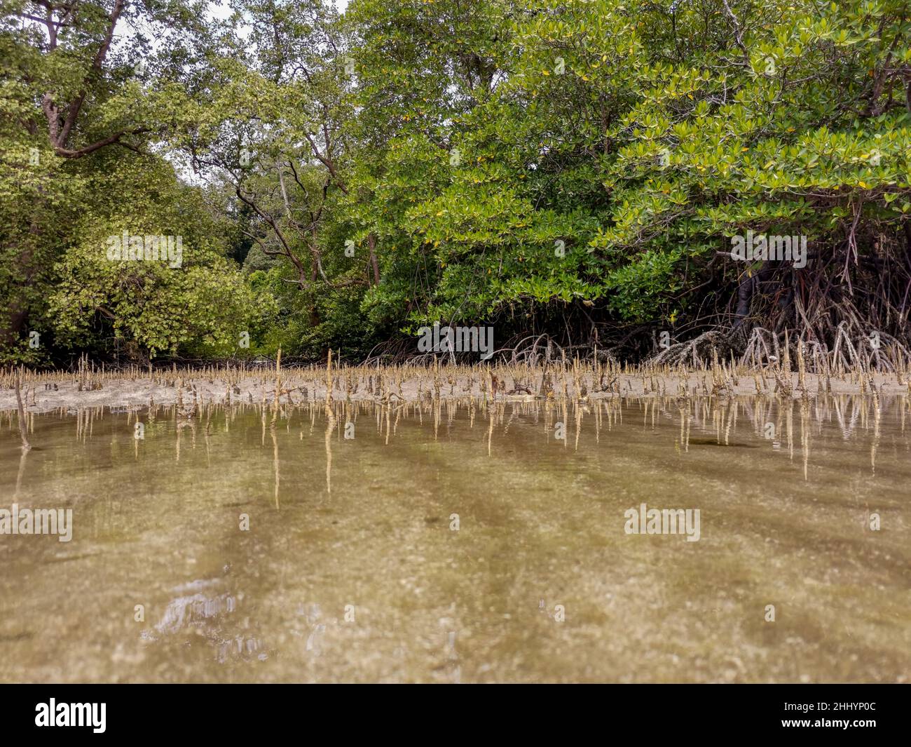 Rainforest low angle hi-res stock photography and images - Alamy