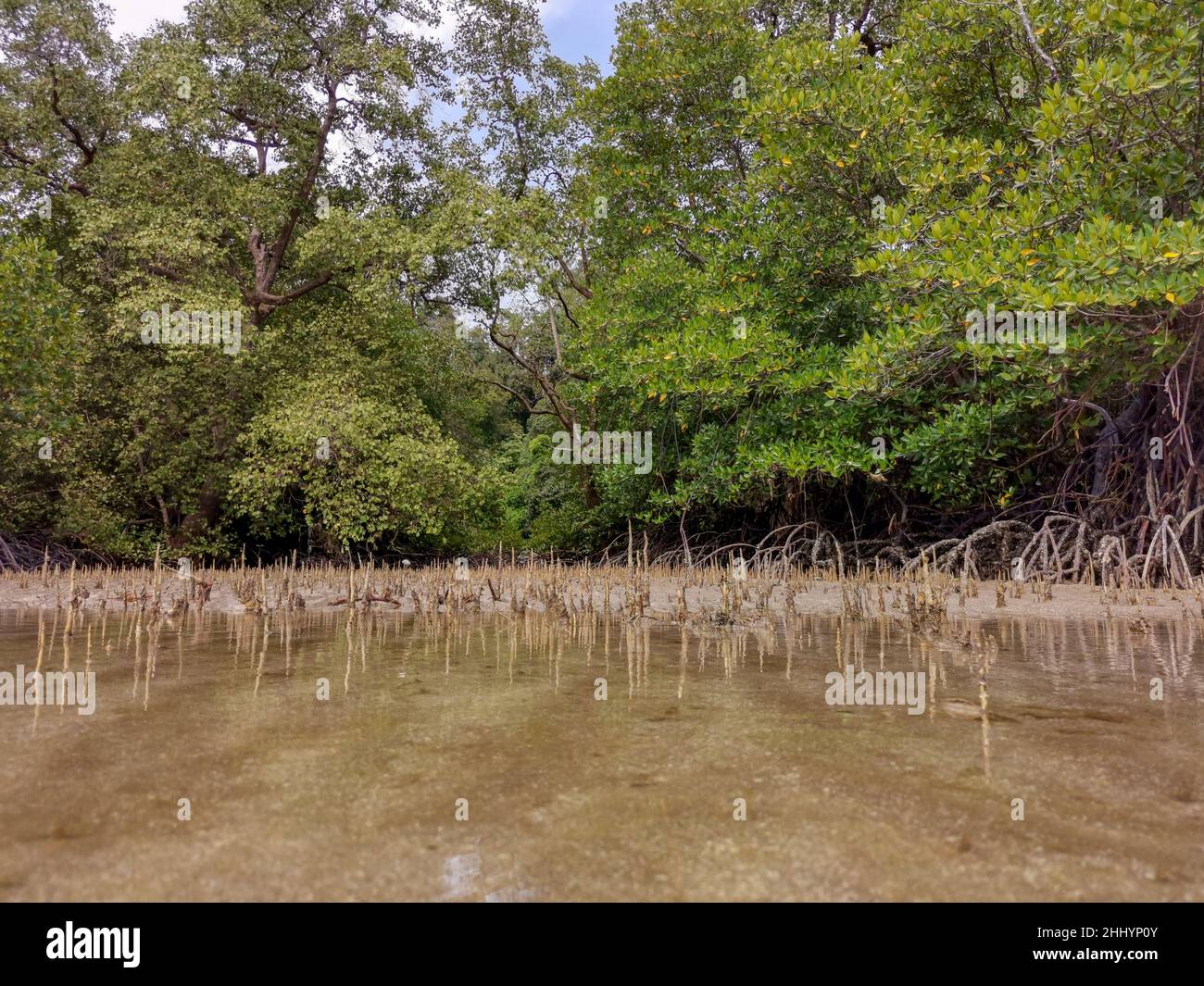 Low angle view of mangrove trees roots, pneumatophores, aerial roots ...