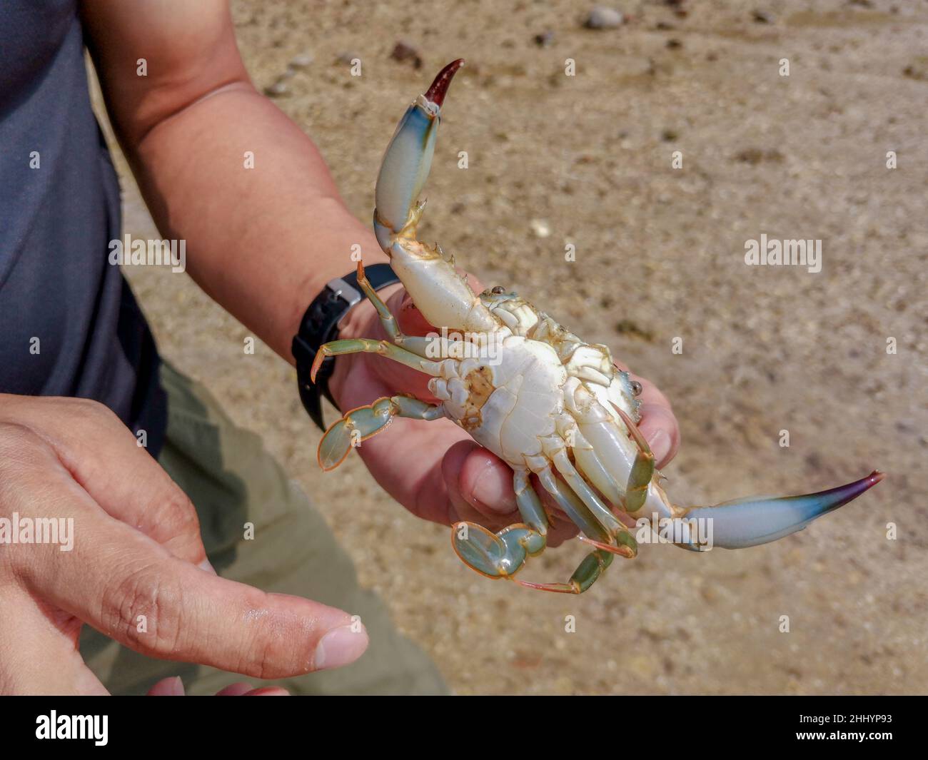 Close up of asian male hand holding crab at beach. A man caught a blue ...