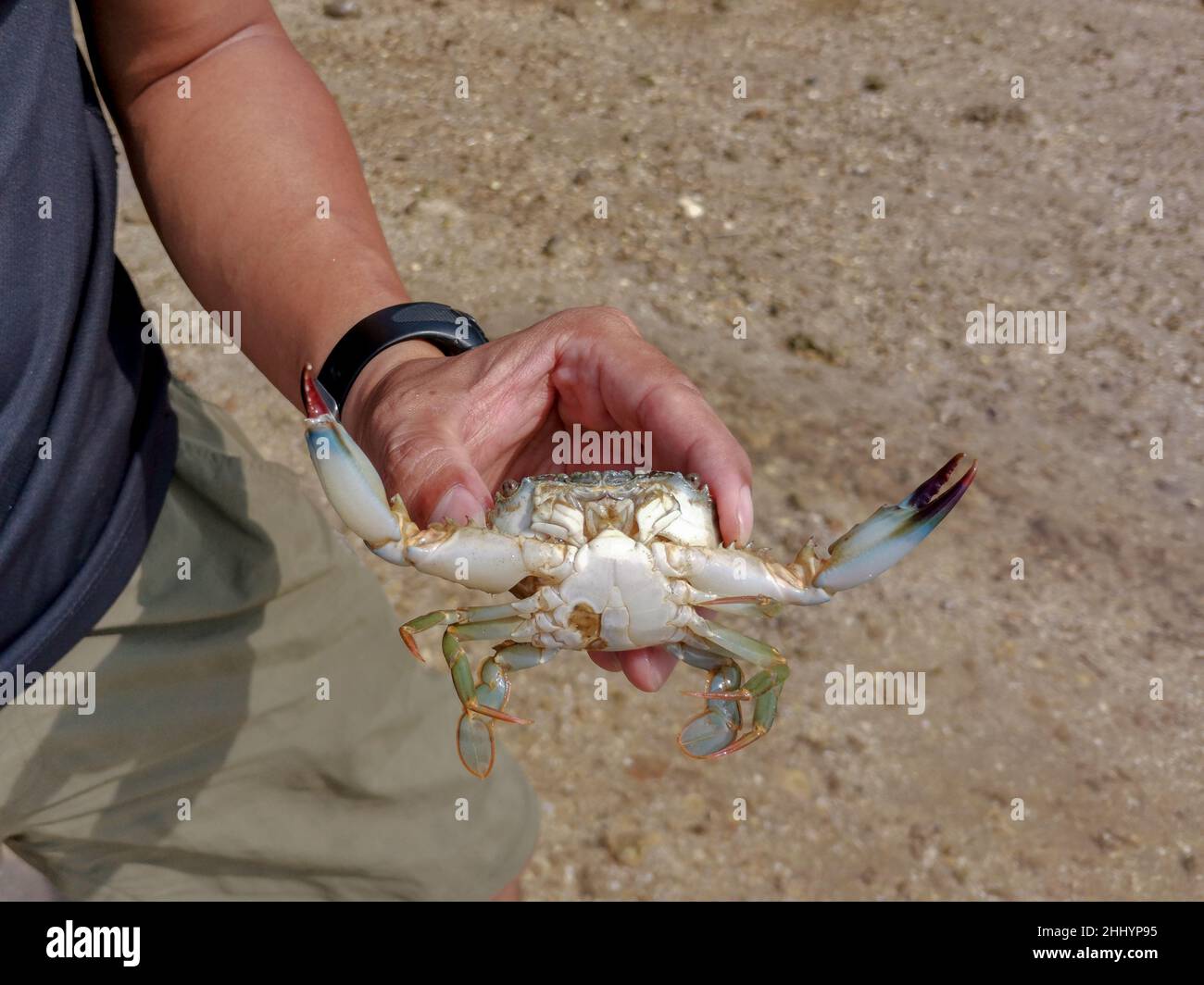 Close up of asian male hand holding crab at beach. A man caught a blue ...