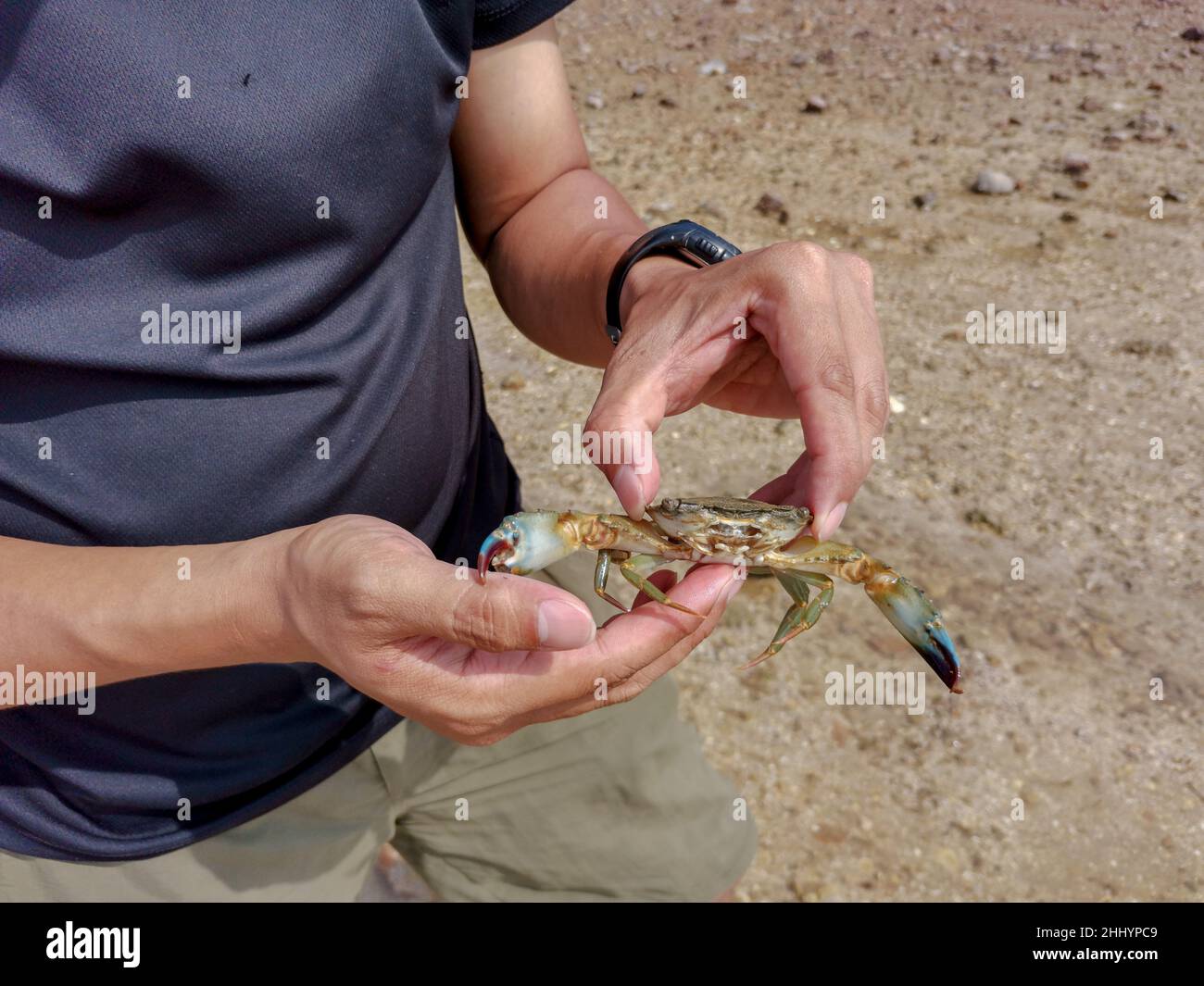 Close up of asian male hand holding crab at beach. A man caught a blue ...