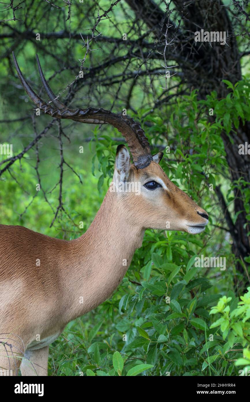 Impala ram in the Kruger National Park Stock Photo - Alamy