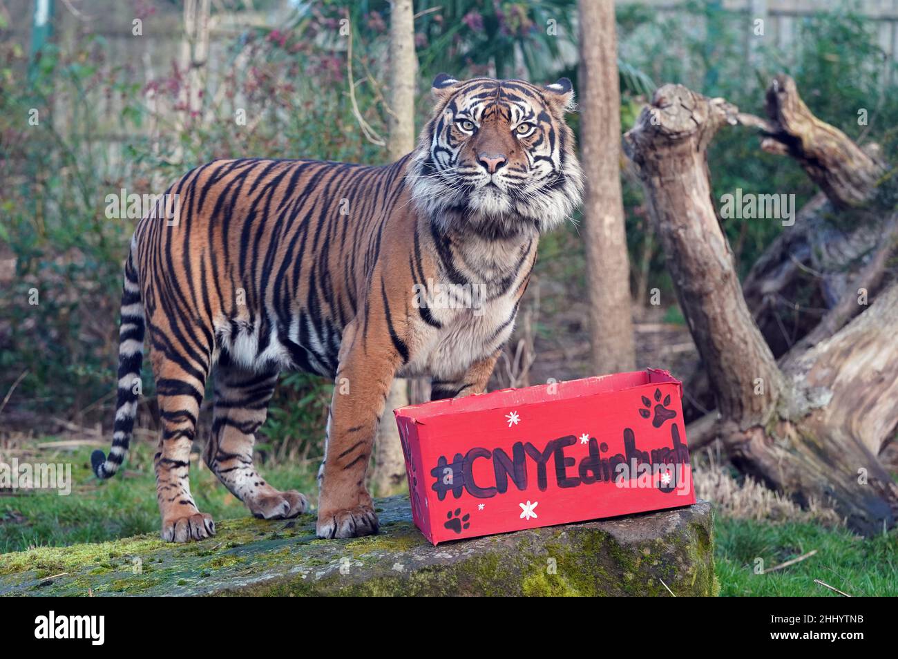Luca, one of Edinburgh zoos critically endangered Sumatran tigers is ...