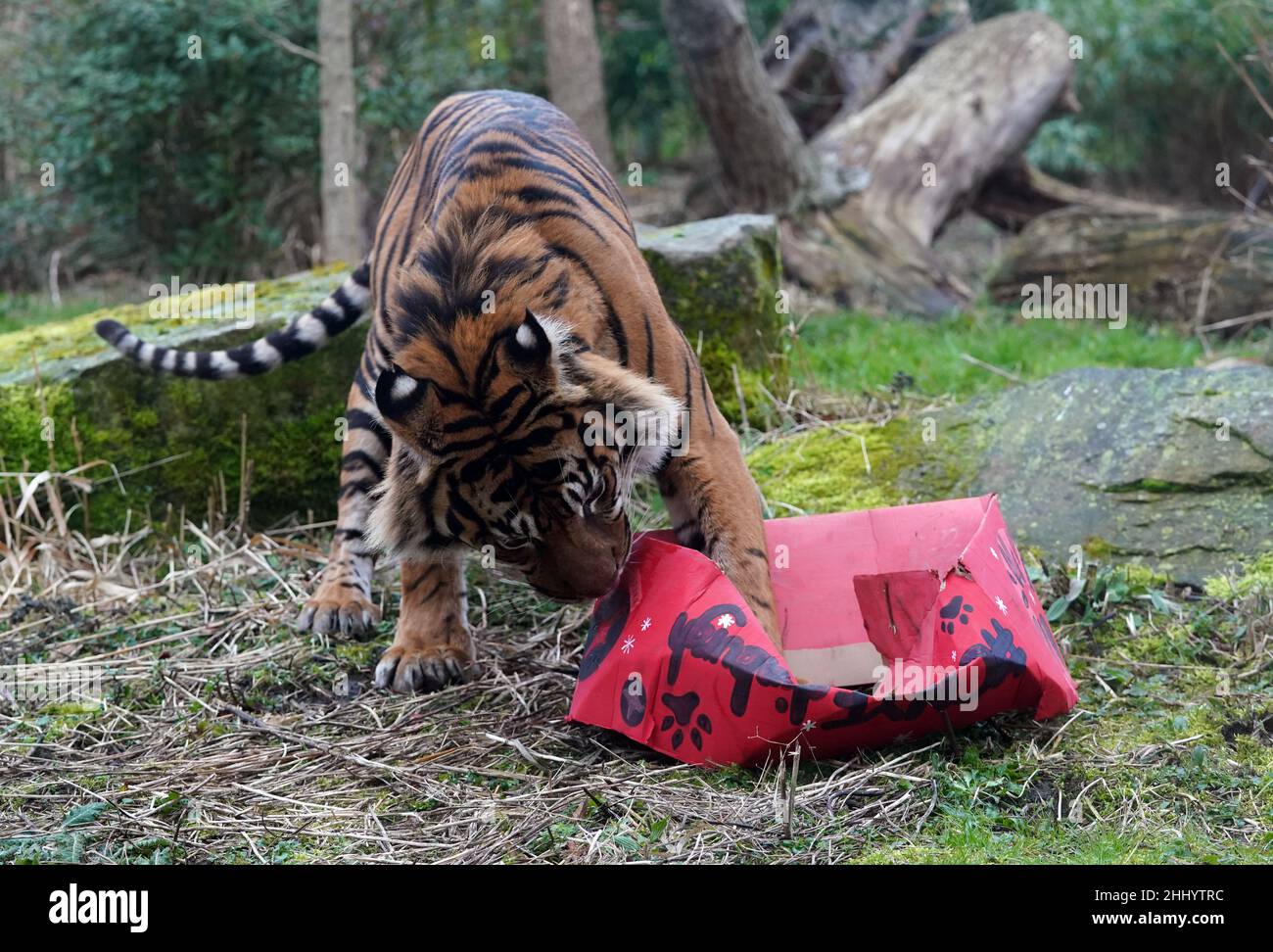 Luca, one of Edinburgh zoos critically endangered Sumatran tigers is ...