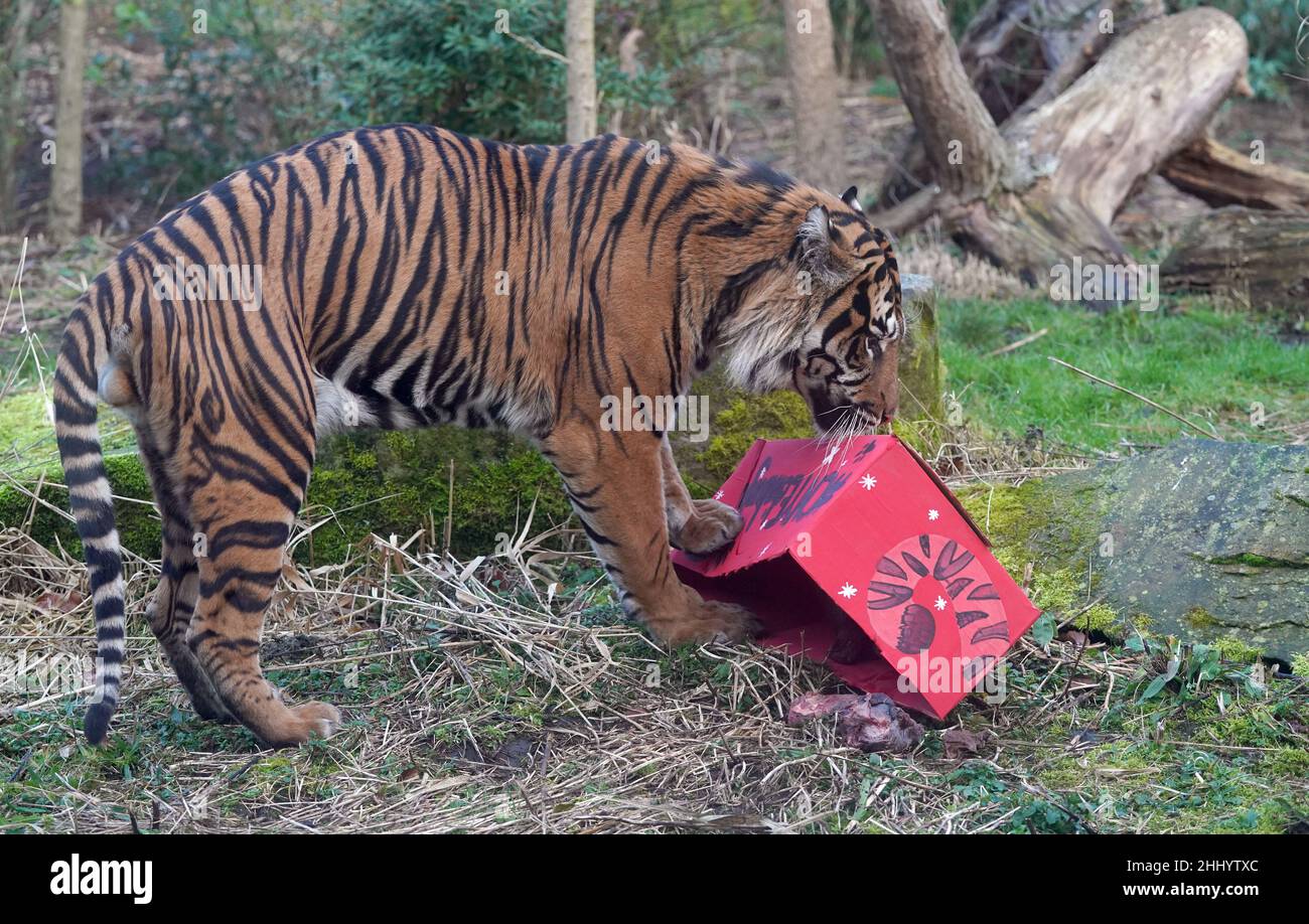 Luca, one of Edinburgh zoos critically endangered Sumatran tigers is ...