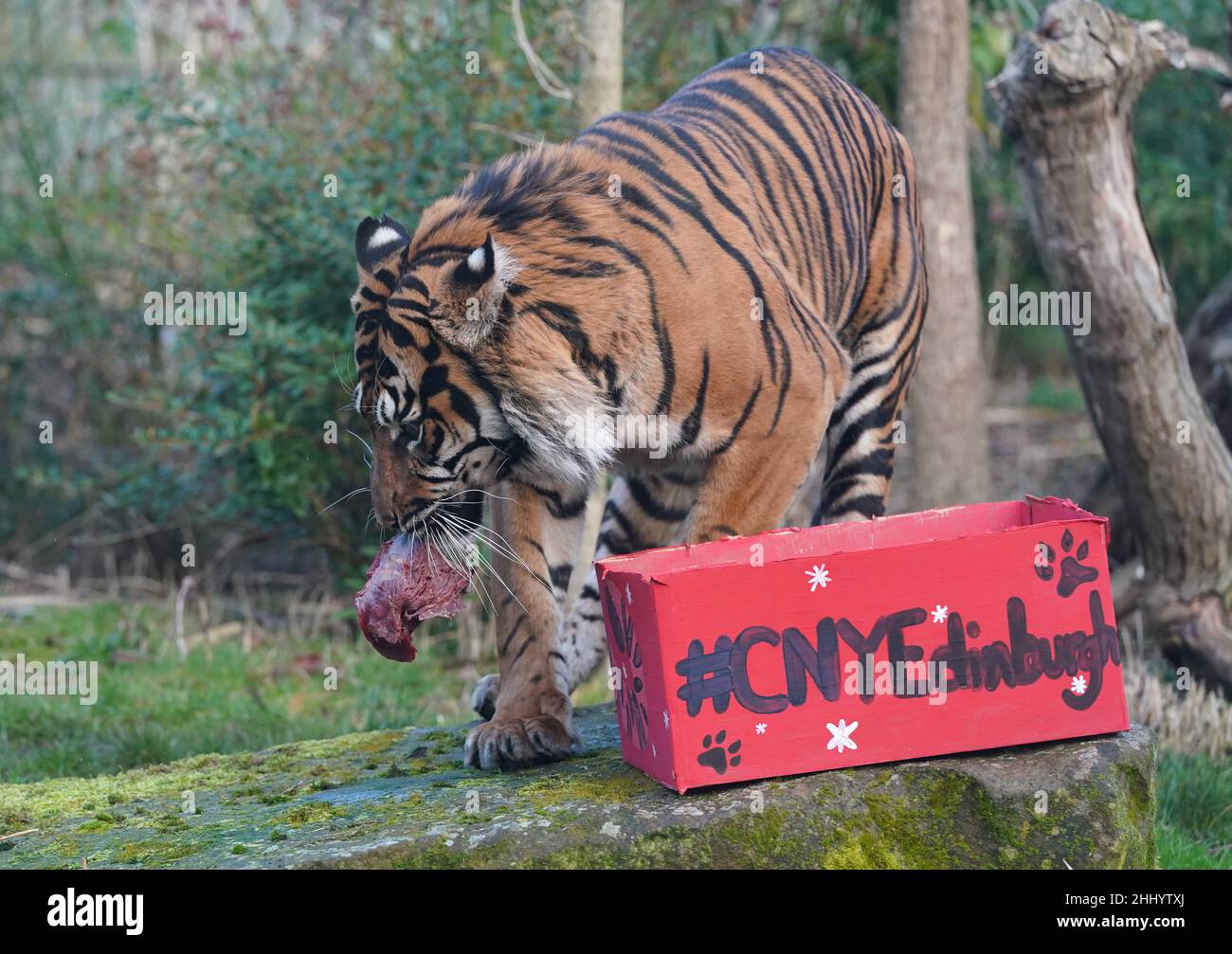 Luca, one of Edinburgh zoos critically endangered Sumatran tigers is ...