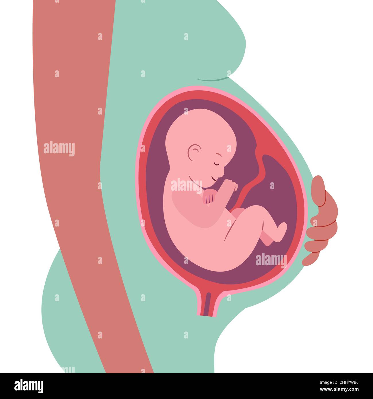 Hand drawn fetus illustration Vector illustration Stock Vector Image ...