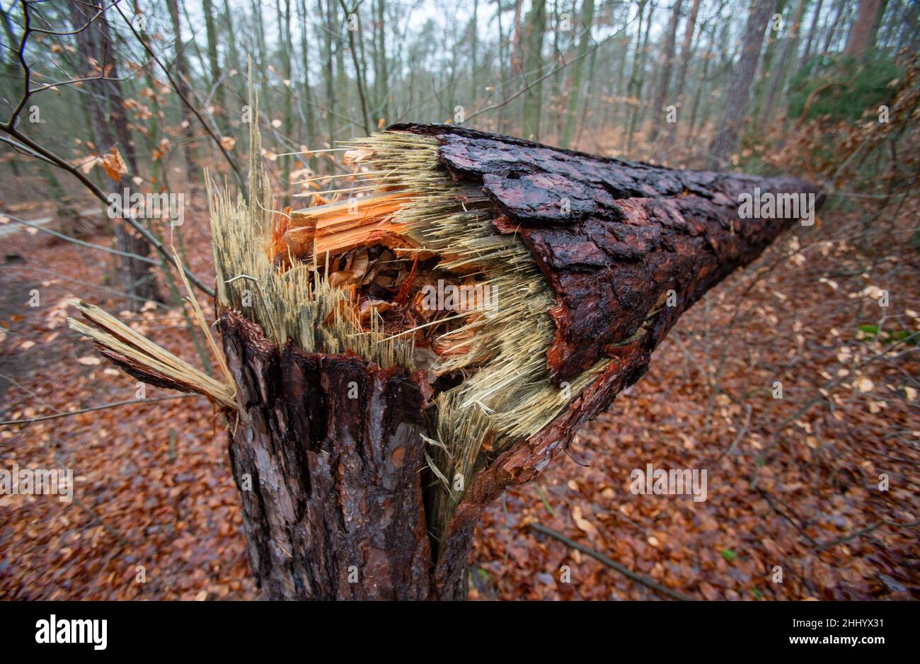 Dresden, Germany. 26th Jan, 2022. A buckled trunk of a tree in the ...