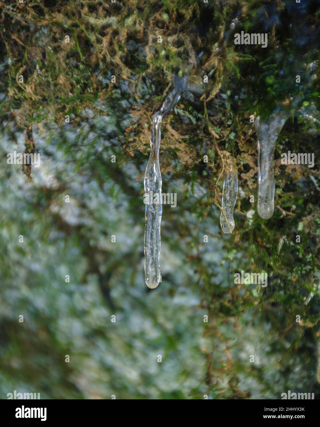 Planta de estalactitas hi-res stock photography and images - Alamy