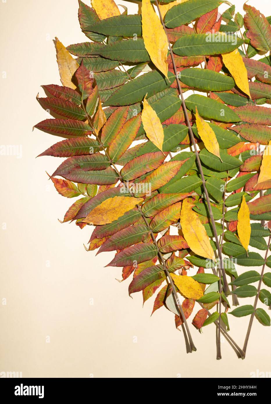 Serbia flora hi-res stock photography and images - Alamy