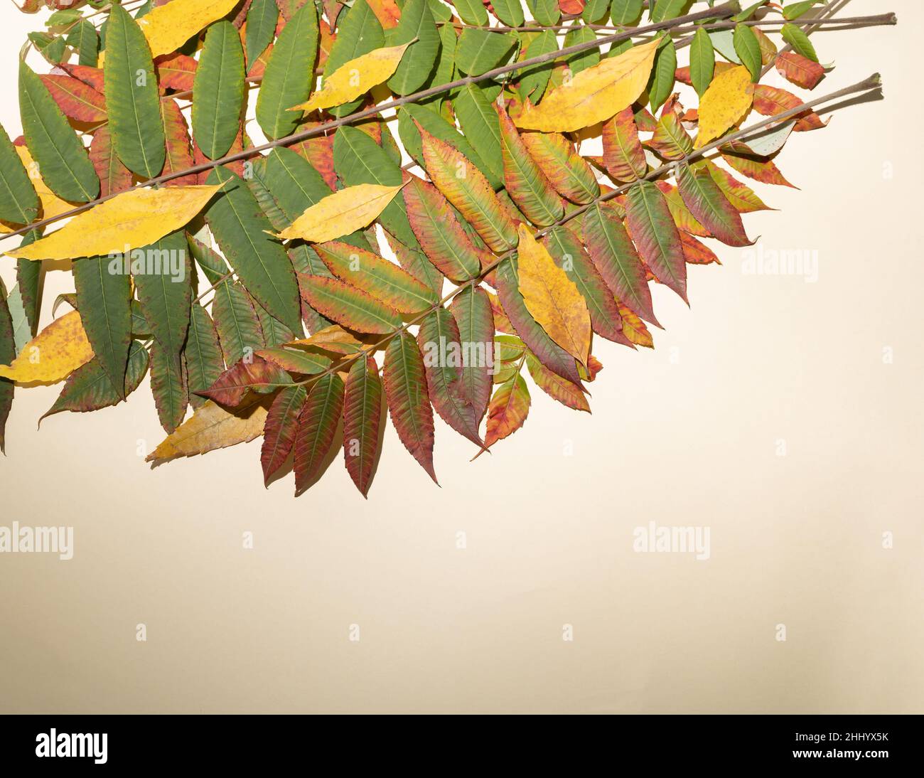 Serbia flora hi-res stock photography and images - Alamy