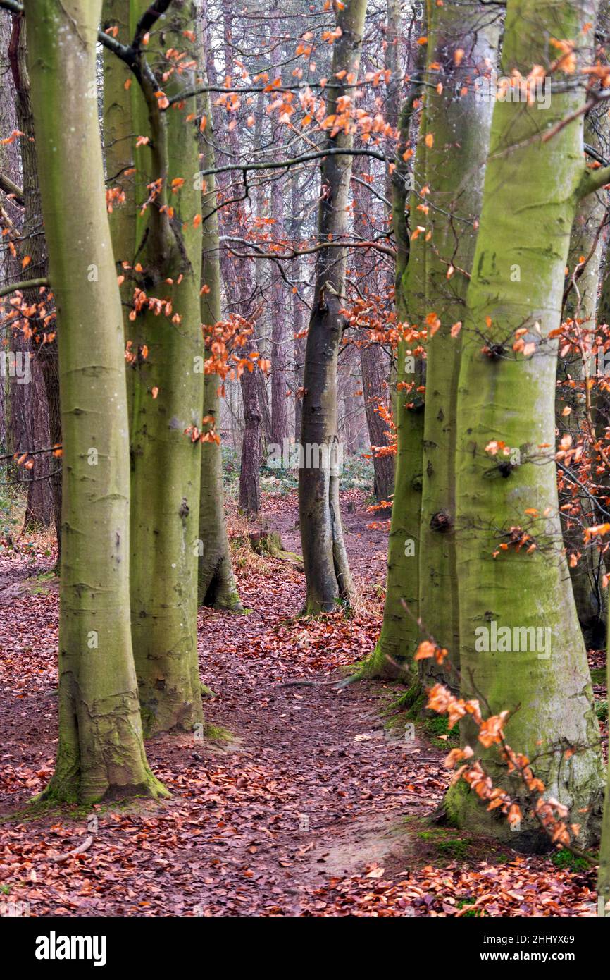 Beech tree trunks in the winter still with a few leaves Stock Photo - Alamy