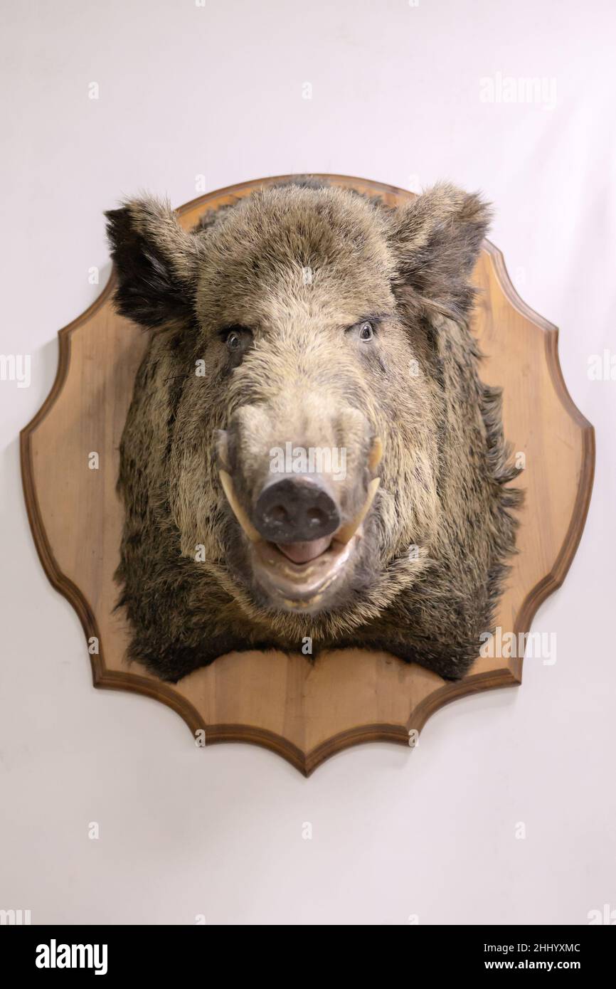 The head of stuffed wild boar hangs on a white wall. Old hunting trophy ...