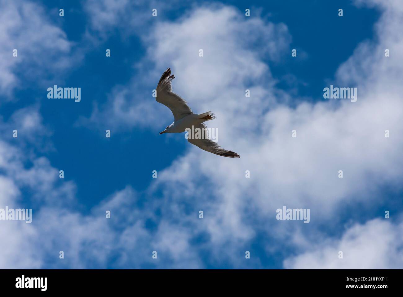 Seagulls fly in pure blue hi-res stock photography and images - Alamy