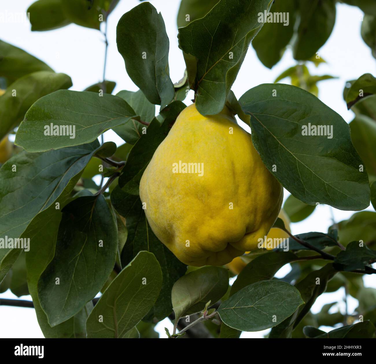 Yellow quince on a tree. Green leaves surround her Stock Photo - Alamy