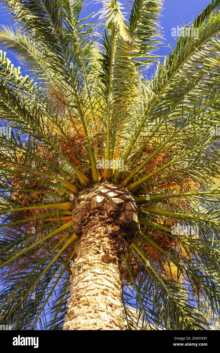 A view into the crown of a palm tree that has beautiful green leaves ...