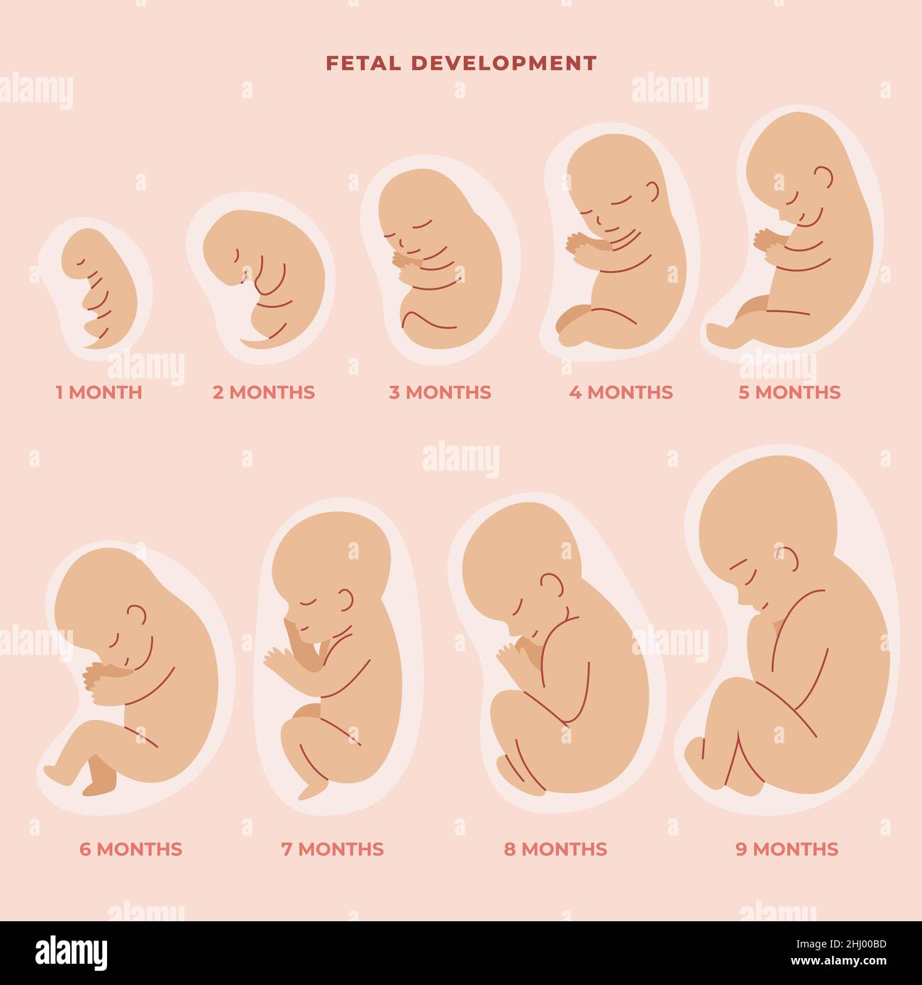 Hand drawn fetal development set Vector illustration Stock Vector Image ...