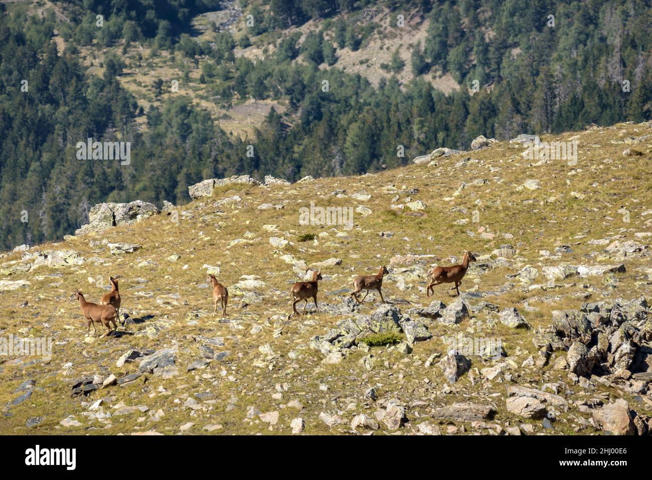 Group of mouflons (Ovis gmelini) near the crest of the Salòria mountain ...