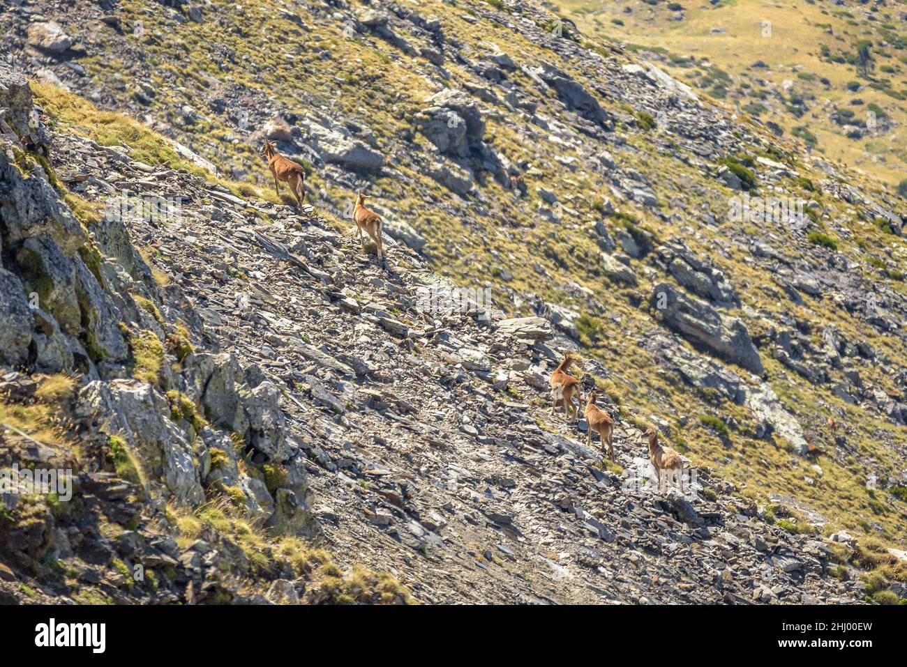 Group of mouflons (Ovis gmelini) near the crest of the Salòria mountain ...