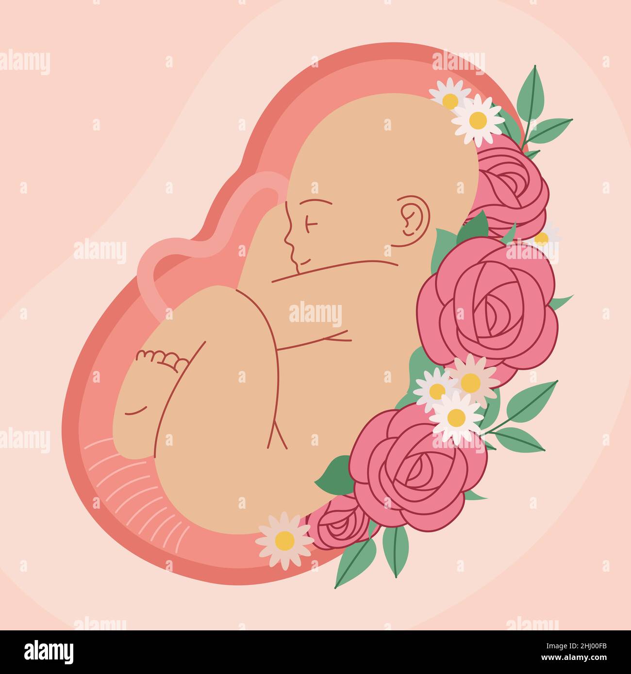 Hand drawn fetus illustration Vector illustration Stock Vector Image ...