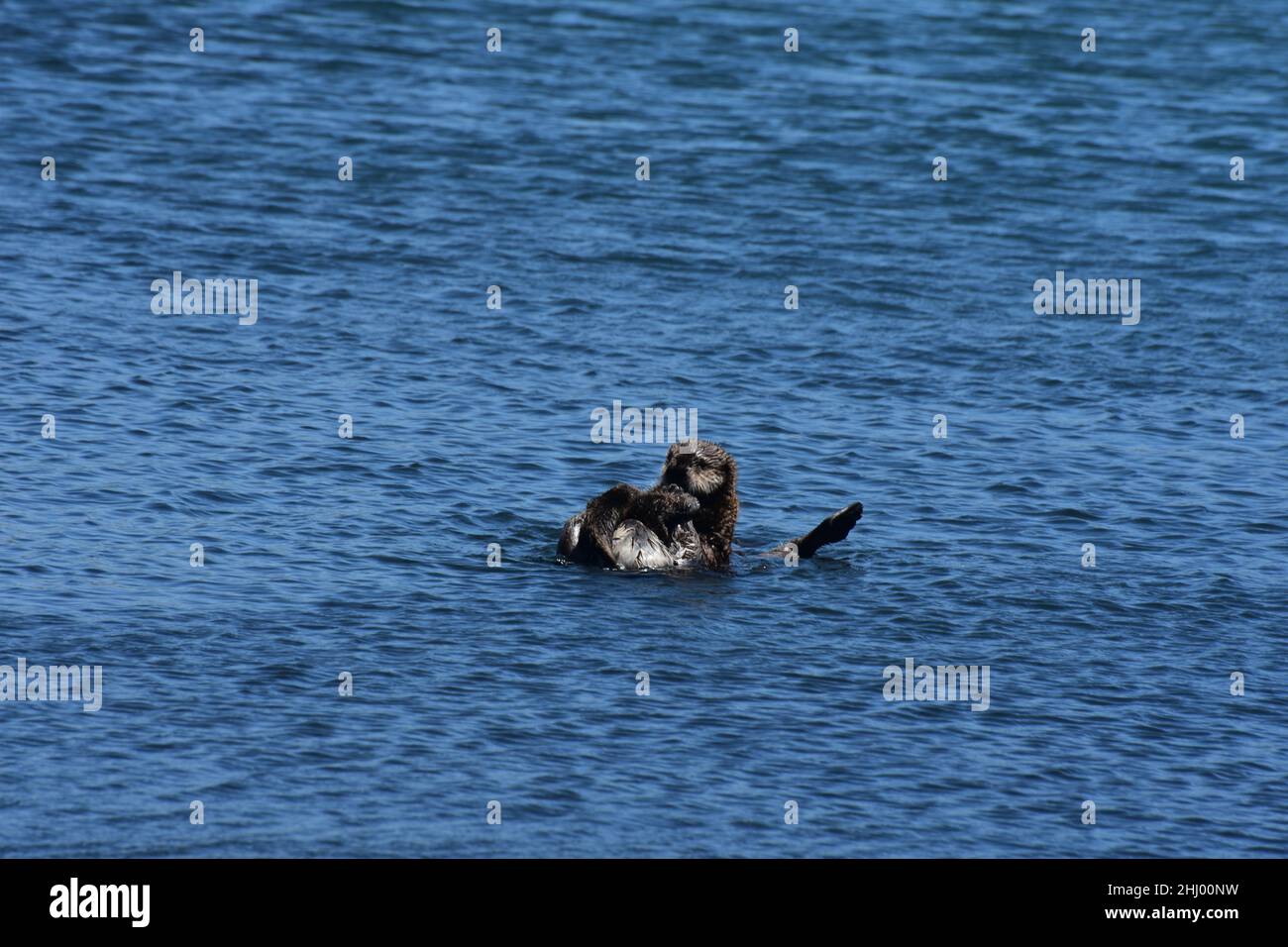 Tussling hi-res stock photography and images - Alamy