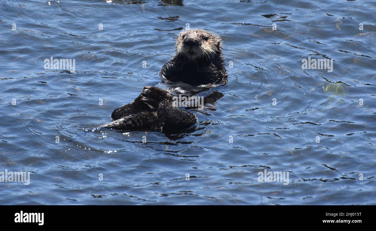 Direct look into the face of a sea otter Stock Photo - Alamy