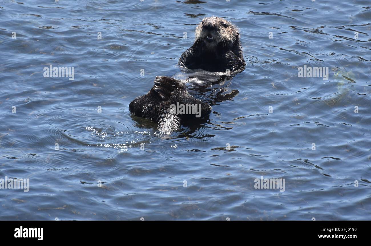 Adorable sea otter floating on his back in the Pacific Ocean Stock ...