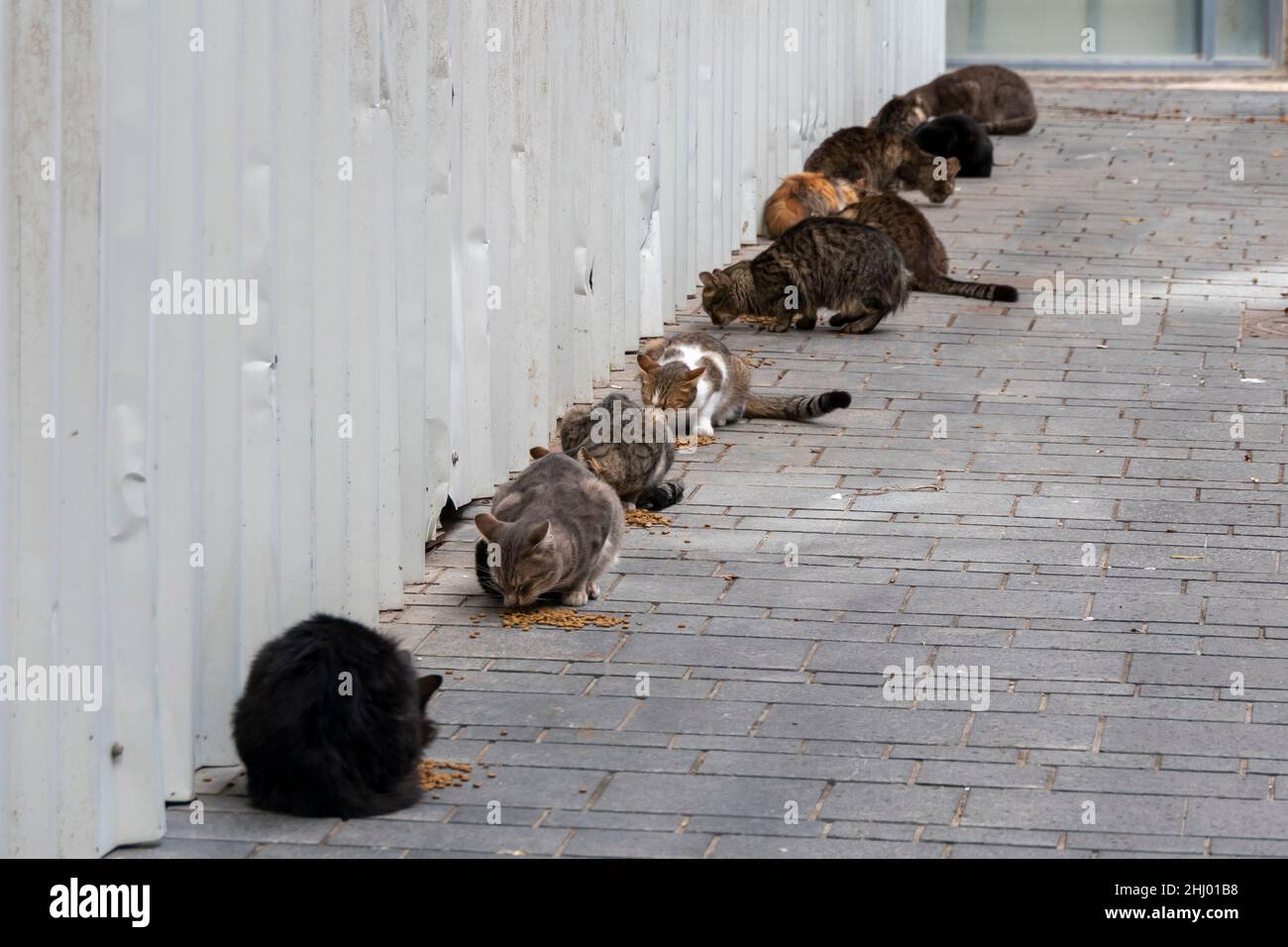 Group of stray cats hi-res stock photography and images - Alamy